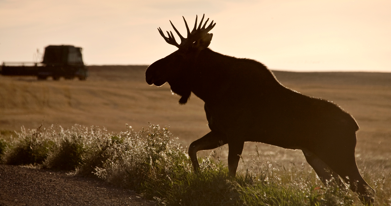 Moose