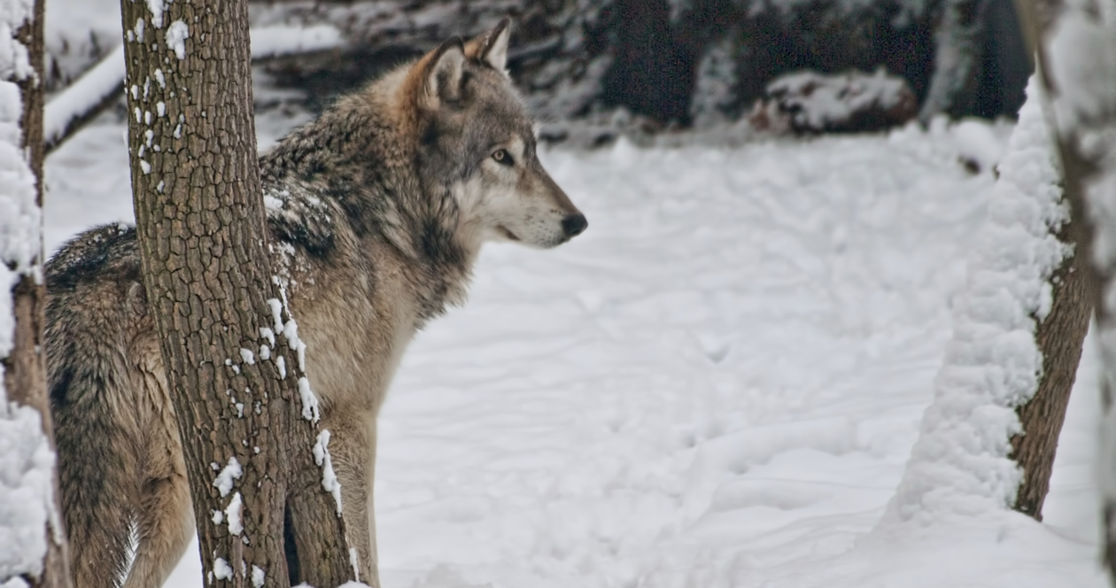 Colorado to the public: wolf reintroduction will be slow // GOHUNT. The ...