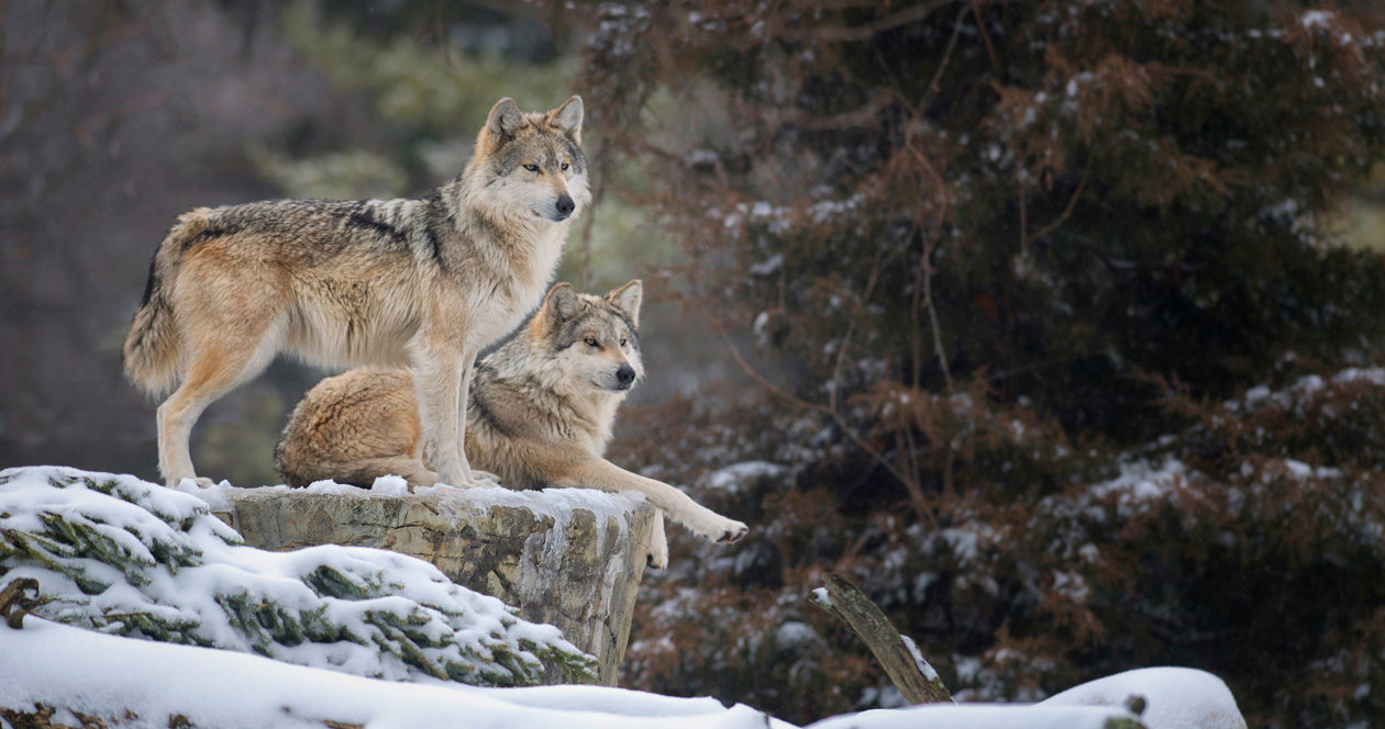 Montana Commission approves changes for elk and wolf hunting // GOHUNT ...