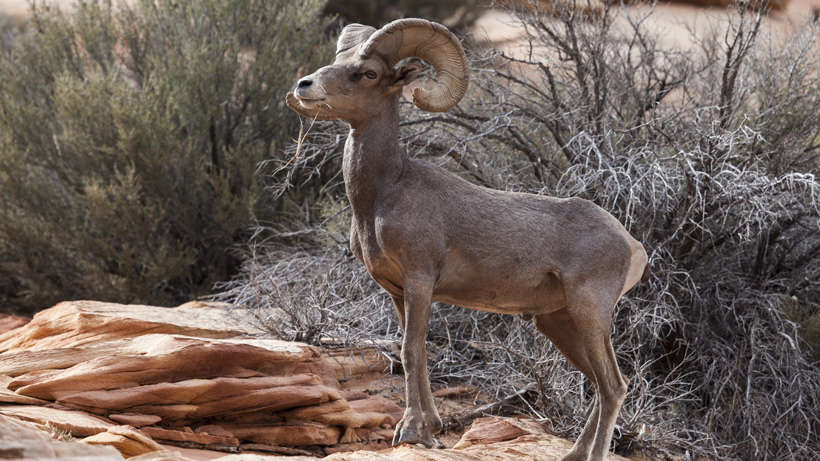 Utah proposes bighorn sheep relocation to Mineral Mountains // GOHUNT ...
