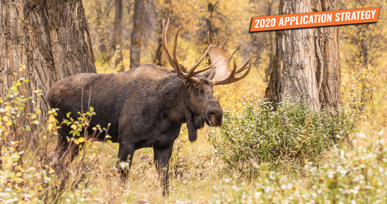 APPLICATION STRATEGY 2020: Utah Sheep, Moose, Goat, Bison // GOHUNT. The Hunting Company