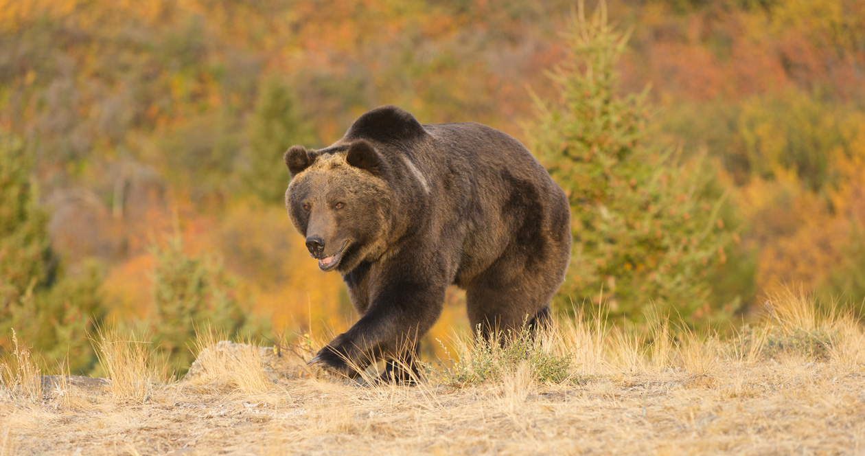 Grizzly bear killed in Montana following attack // GOHUNT. The Hunting ...