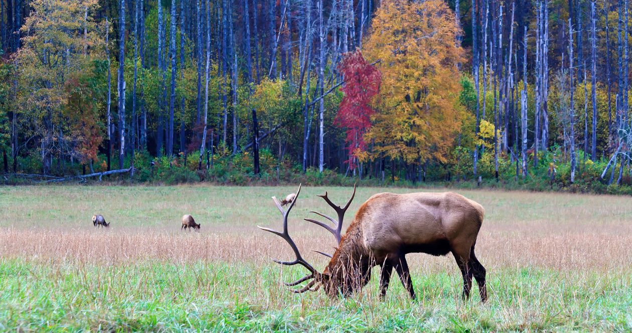 Will there be an elk hunting season in Missouri? // GOHUNT. The Hunting Company