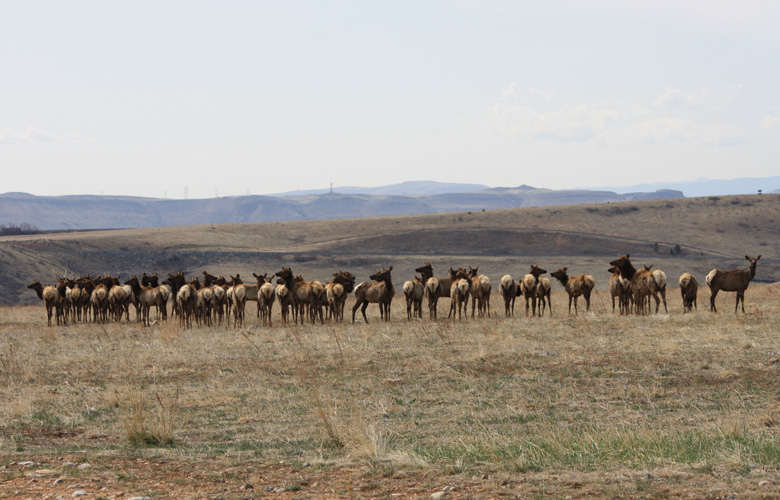 30 elk killed in unethical hunt // GOHUNT. The Hunting Company