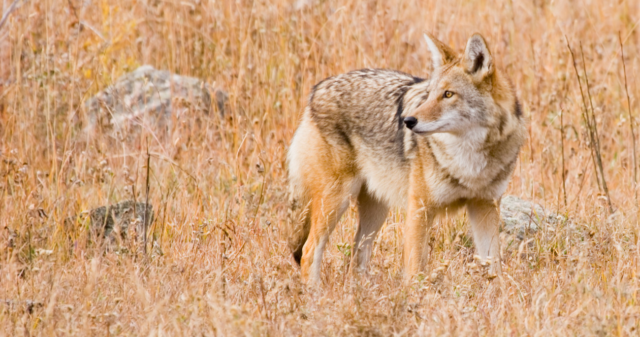 Utah changes requirements for coyote bounty program // GOHUNT. The ...