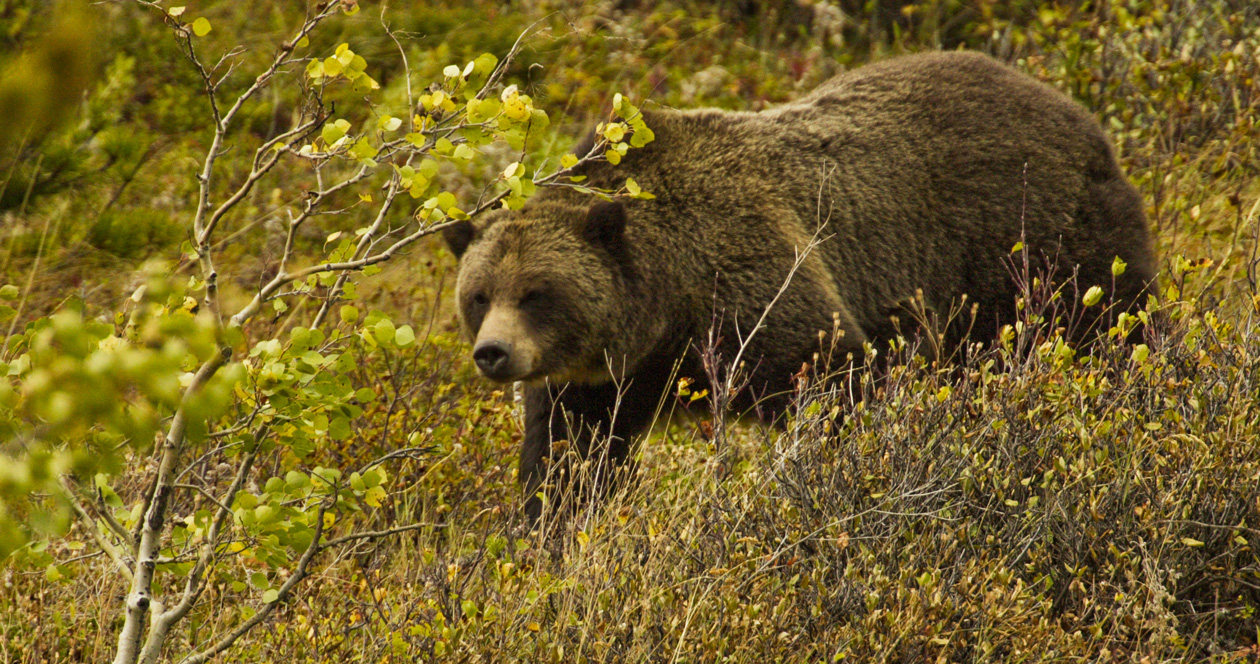 First grizzly bear hunt in 44 years blocked! // GOHUNT. The Hunting Company