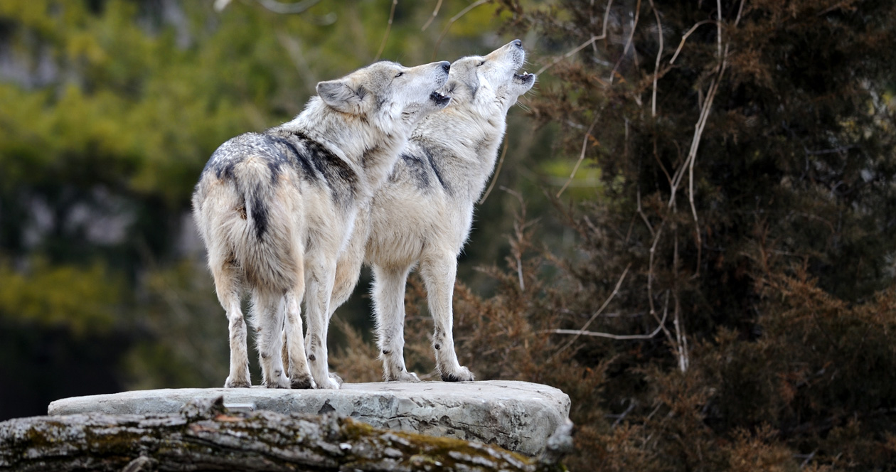 Wolf hunting and trapping will continue in Alaska // GOHUNT. The ...