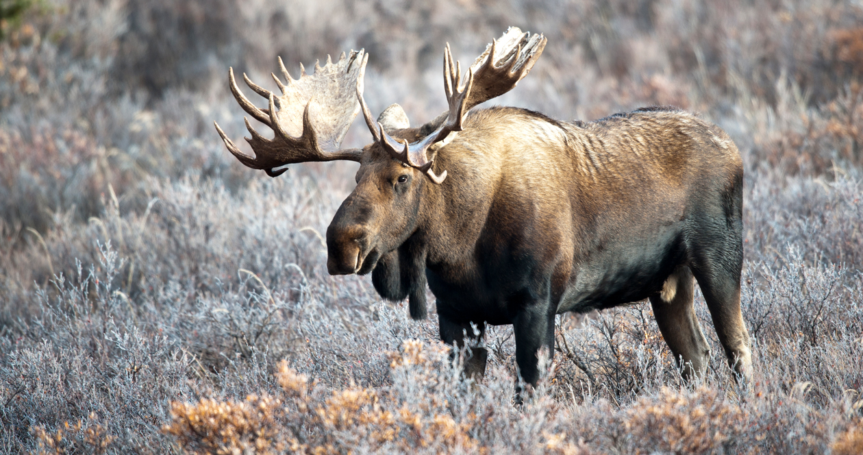 Northwest Montana moose tests positive for CWD // GOHUNT. The Hunting ...