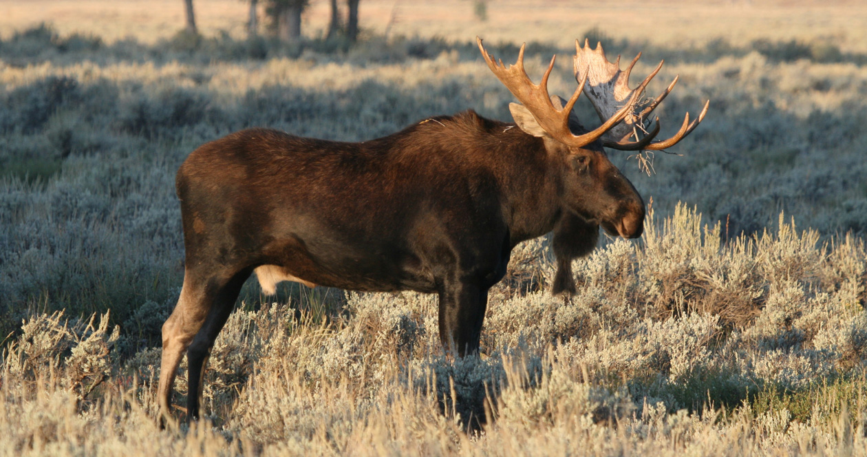 Moose poached near Jarbidge, Nevada // GOHUNT. The Hunting Company