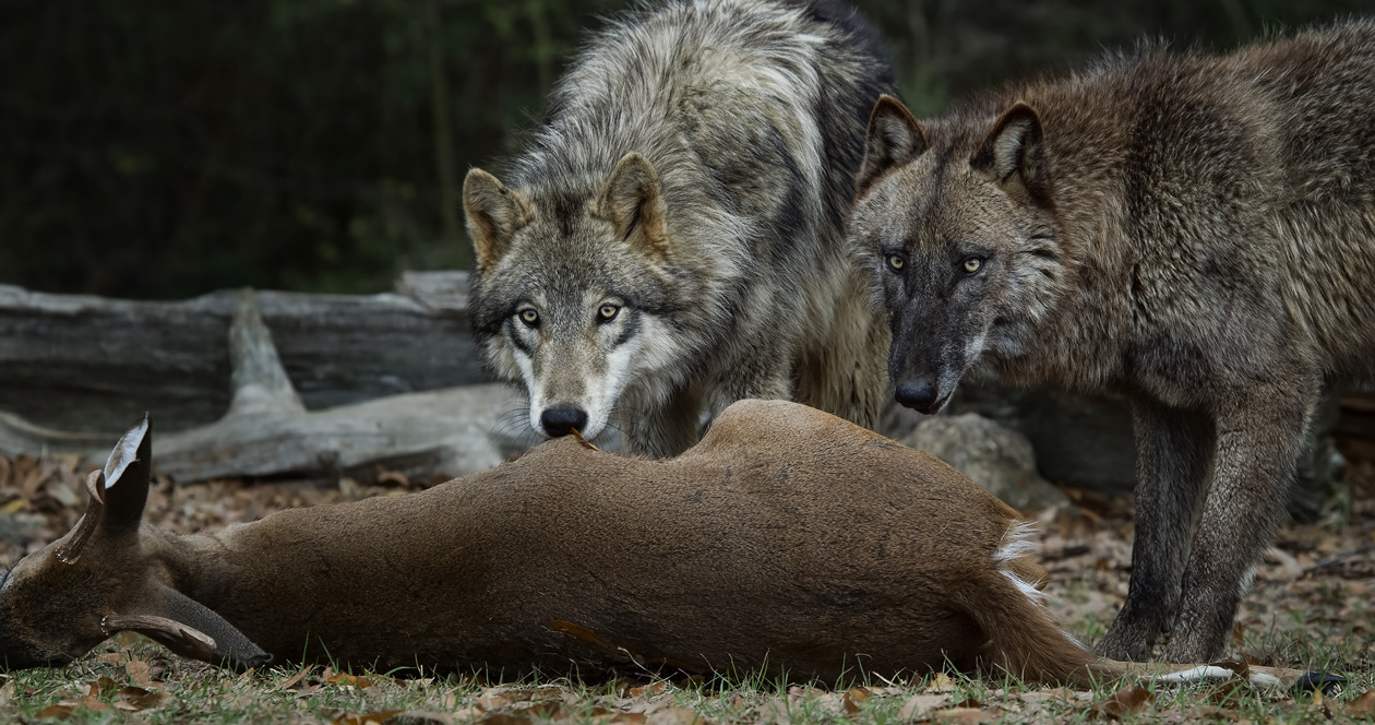 Are wolves a solution to CWD? — some wolf advocates think so // GOHUNT ...