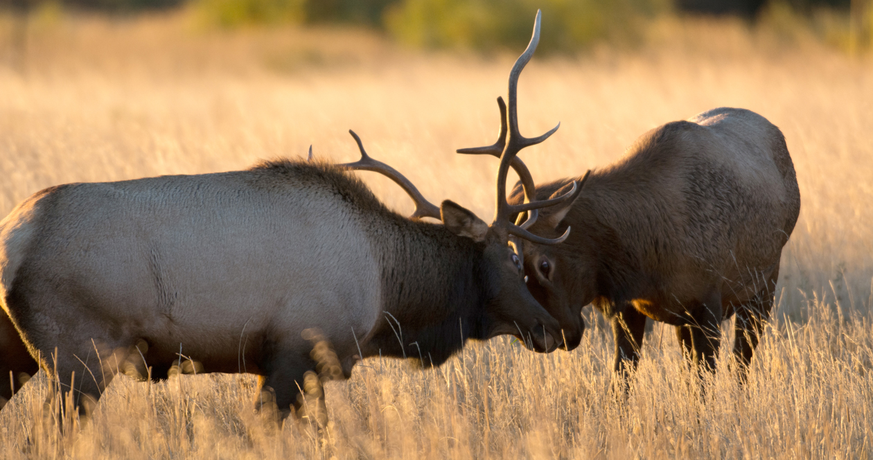 Montana changes outfitter hunting license allocation and preference ...