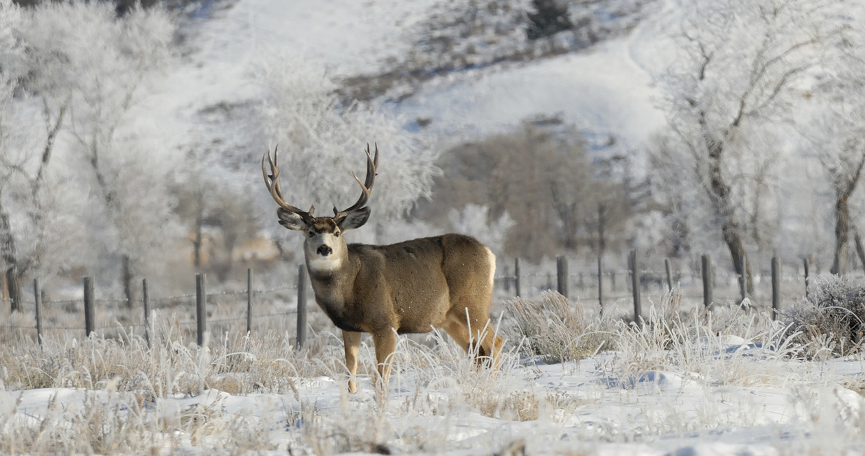 Wyoming Ensures Mule Deer Migration Route Safe Gohunt The Hunting Company