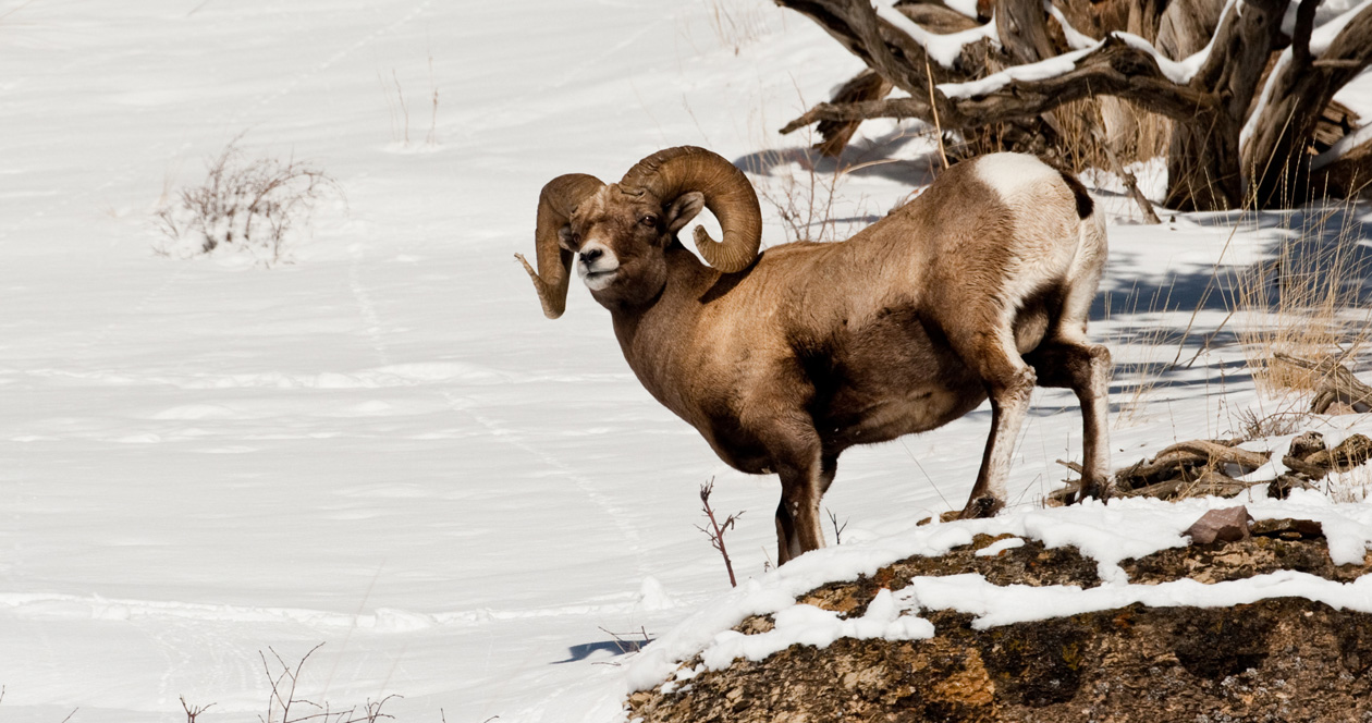 Oregon cancels two bighorn sheep hunts due to disease outbreak ...