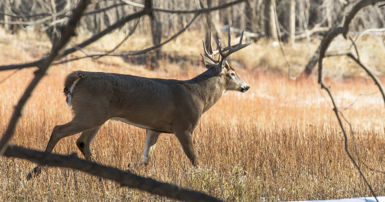New whitetail study looks at predator-prey relationship in Idaho ...