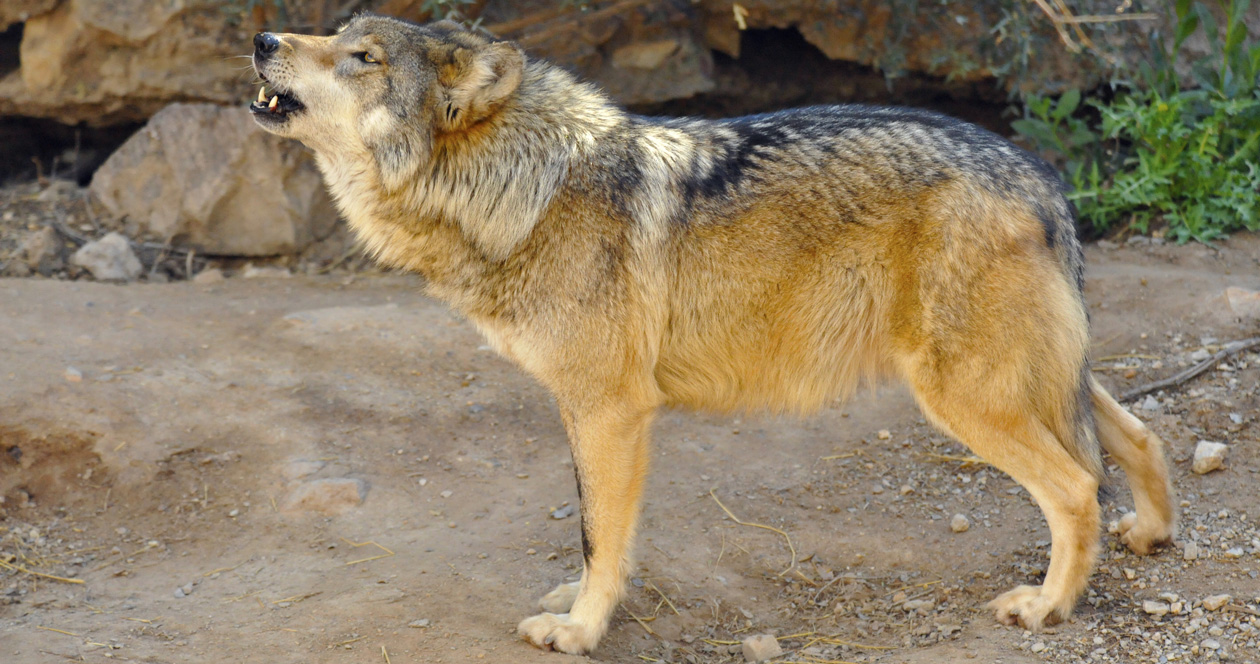 FWS releases Mexican gray wolf recovery plan for Arizona and New Mexico ...