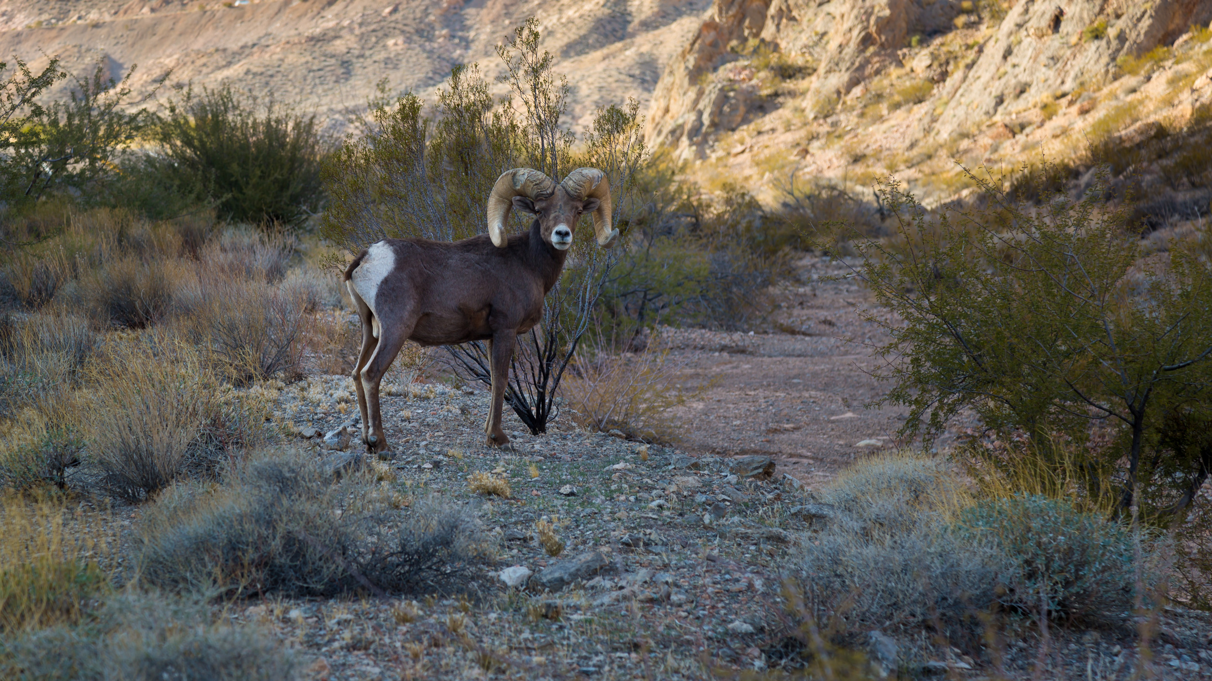 Application Strategy 2024: Nevada bighorn sheep, mountain goat and ...
