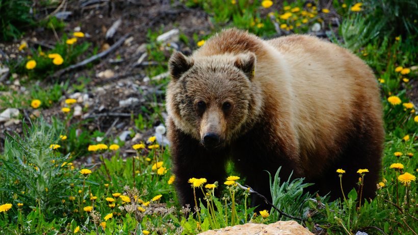 A new way to count Greater Yellowstone grizzly bears? // GOHUNT. The ...