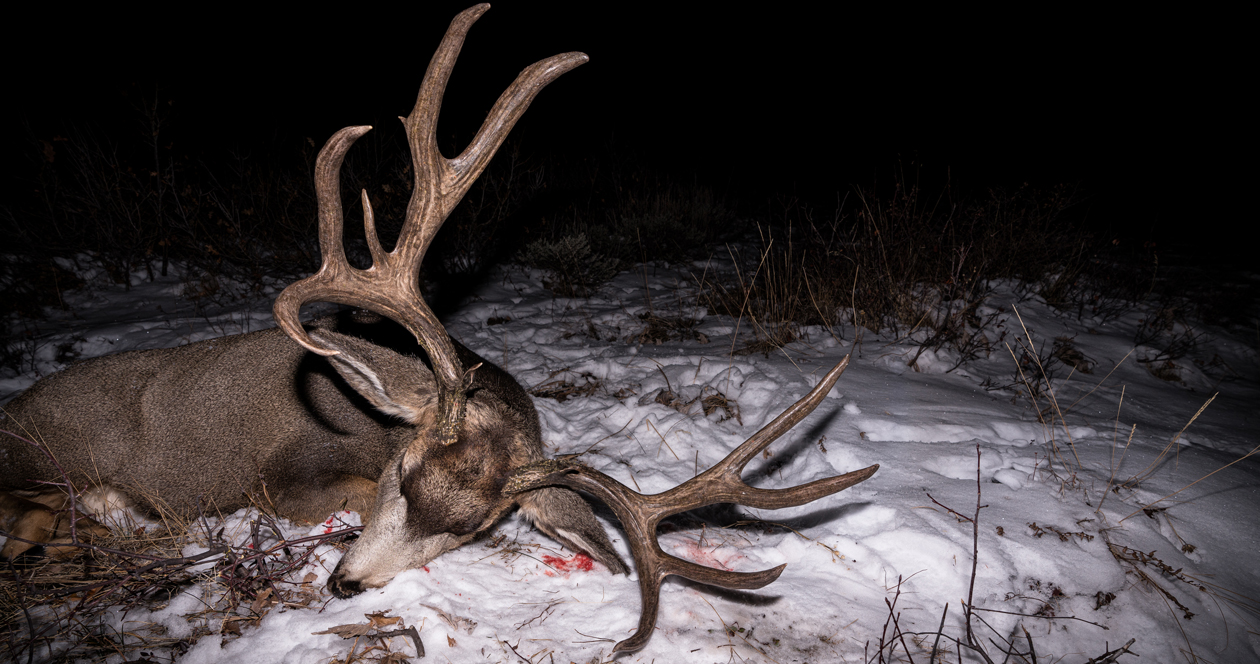 Colorado’s 2020 license recommendations for mule deer // GOHUNT. The ...