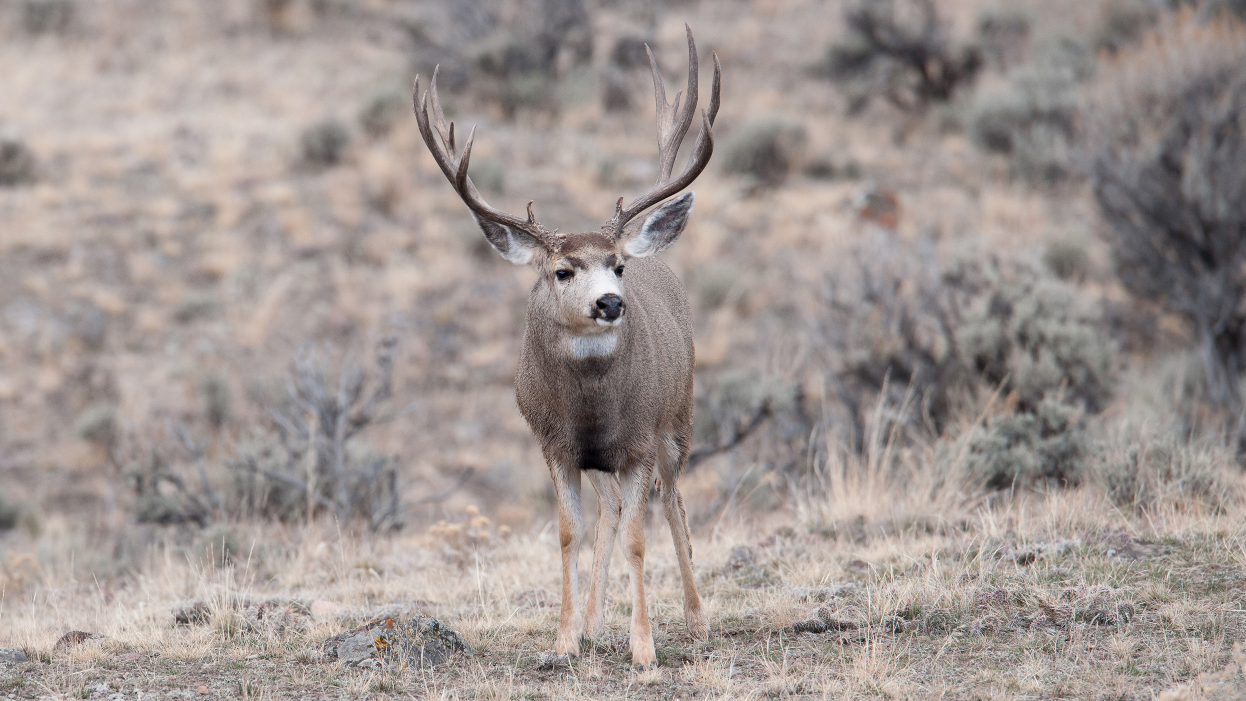 How to purchase Wyoming preference points — a step-by-step guide ...