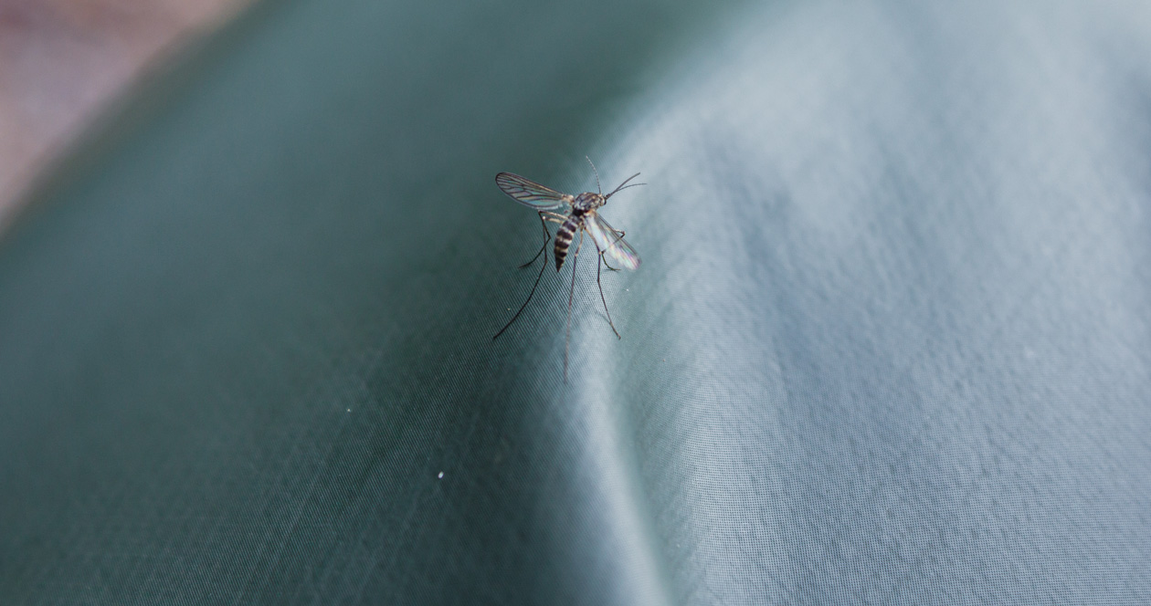 French animal rights activist goes too far with mosquitos // GOHUNT ...