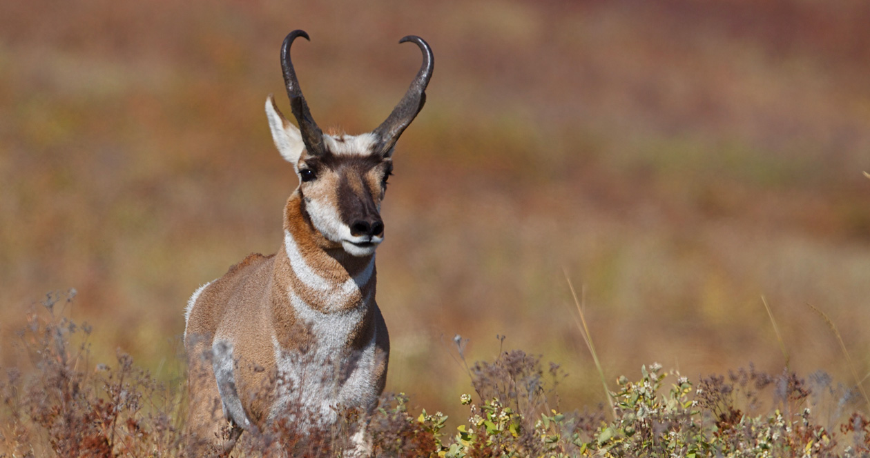 Wyoming proposes fewer antelope tags for 2021 // GOHUNT. The Hunting ...