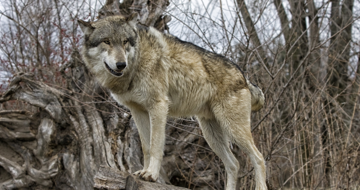 Court upholds decision to remove protections from Oregon wolves ...