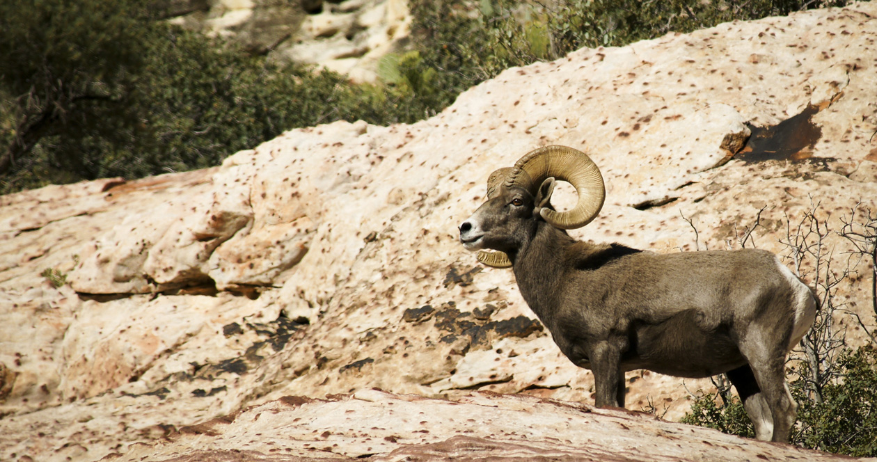 Application Strategy 2022: Nevada Sheep and Mountain Goat // GOHUNT ...