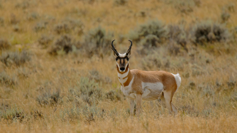 5 tactics for early season antelope success // GOHUNT. The Hunting Company