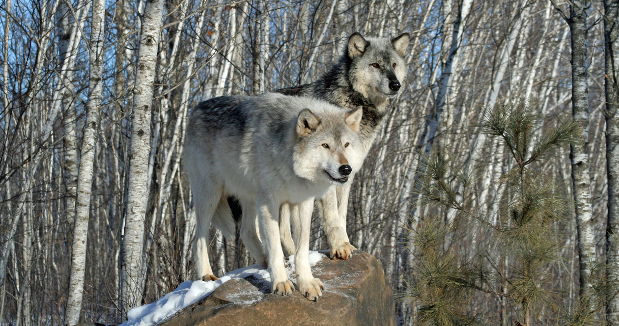 Nearly half of Wyoming wolf quotas still unfilled // GOHUNT. The ...