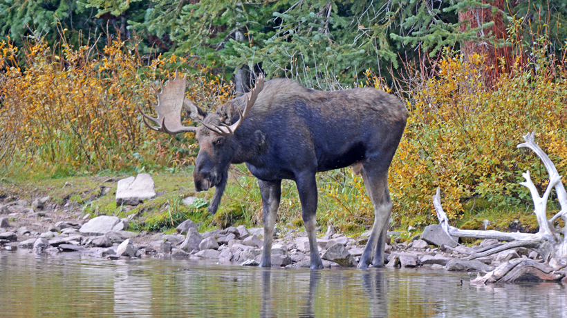 Moose hunt ban announced in First Nation traditional territory ...