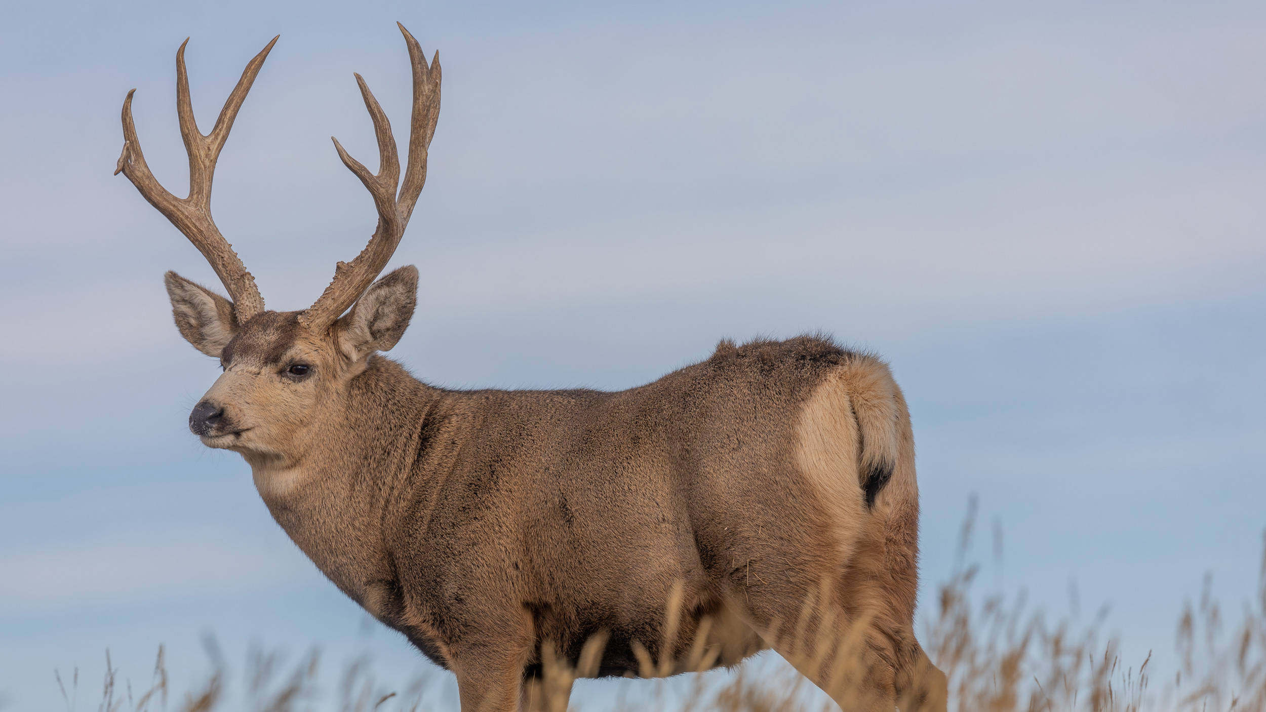 ALERT: Nevada's 2024 approved big game hunting tag quotas // GOHUNT ...