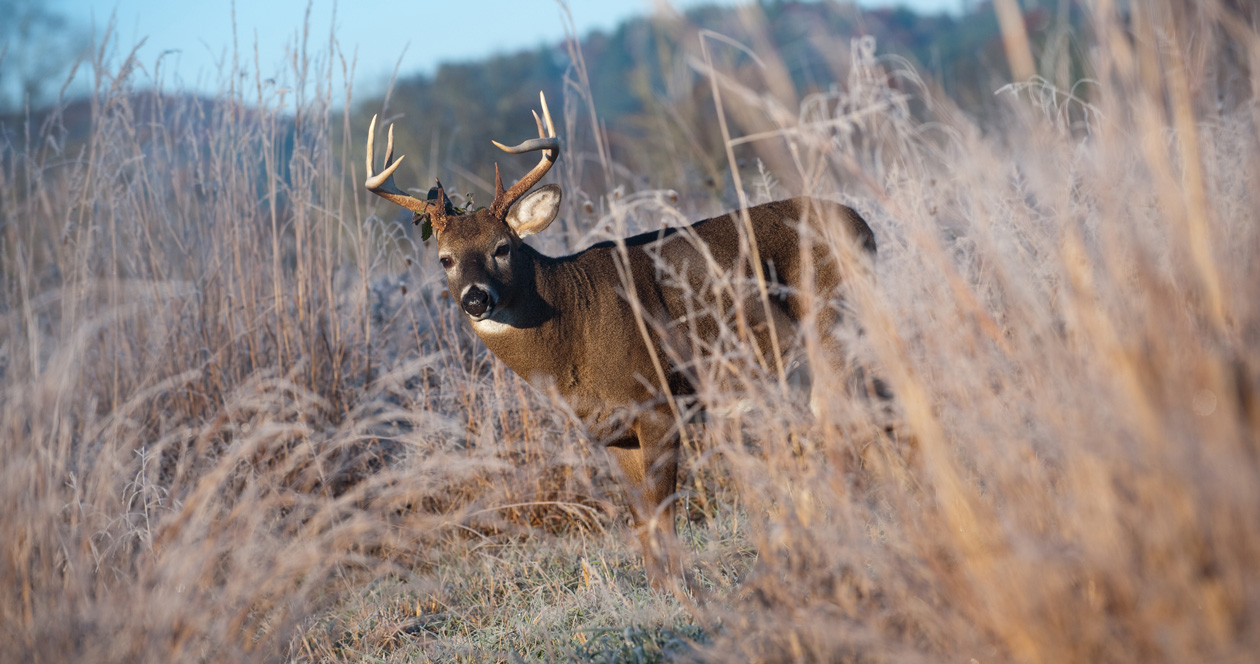 Refunds available for North Dakota whitetail hunters // GOHUNT. The ...