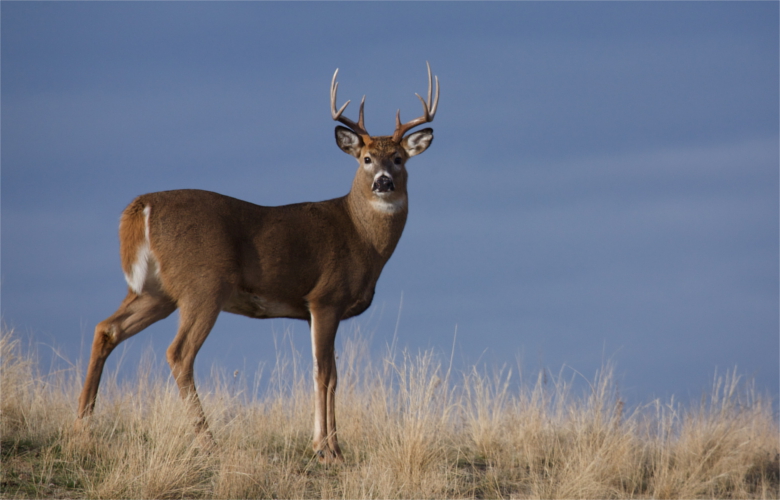PETA attempts to stop Maryland deer cull // GOHUNT. The Hunting Company