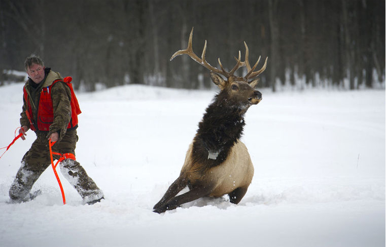 Elk-human interaction study begins in Michigan // GOHUNT. The Hunting ...