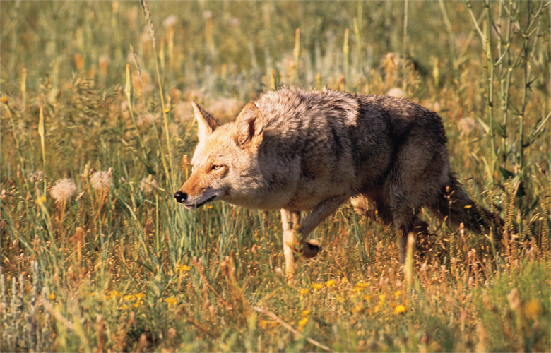 High tech coyote catch // GOHUNT. The Hunting Company