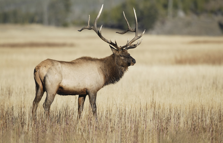 Elk numbers climb in SW Montana // GOHUNT. The Hunting Company