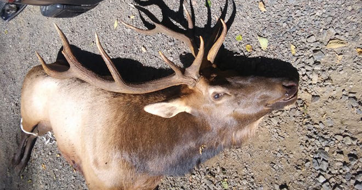 Oregon bowhunter killed by elk // GOHUNT. The Hunting Company