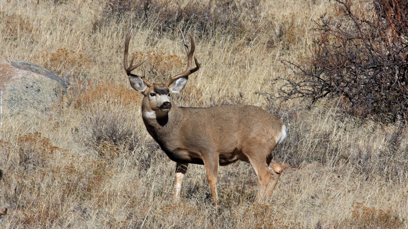 Changes to Arizona’s OTC deer hunts // GOHUNT. The Hunting Company