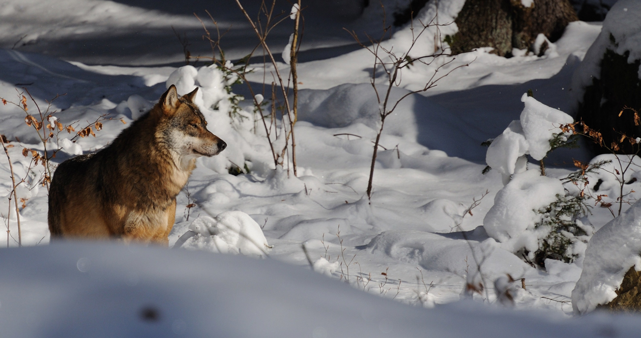 Montana governor given warning after trapping and shooting wolf near ...