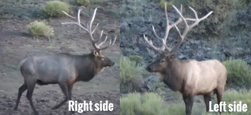 Bull Elk Sizes