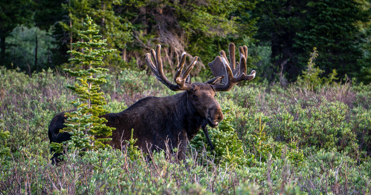 New Isle Royale predator-prey study underway // GOHUNT. The Hunting Company