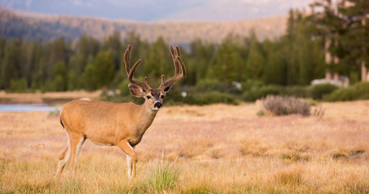 New CWD advisory group forms in Colorado // GOHUNT. The Hunting Company