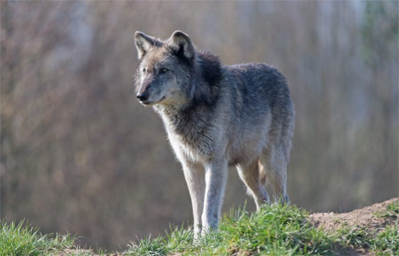Wolves in Washington // GOHUNT. The Hunting Company