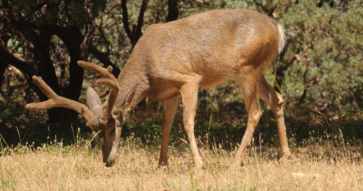 Disease found in Washington deer // GOHUNT. The Hunting Company