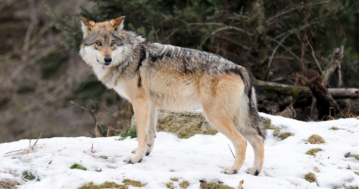 Utah trappers seek problem wolf // GOHUNT. The Hunting Company