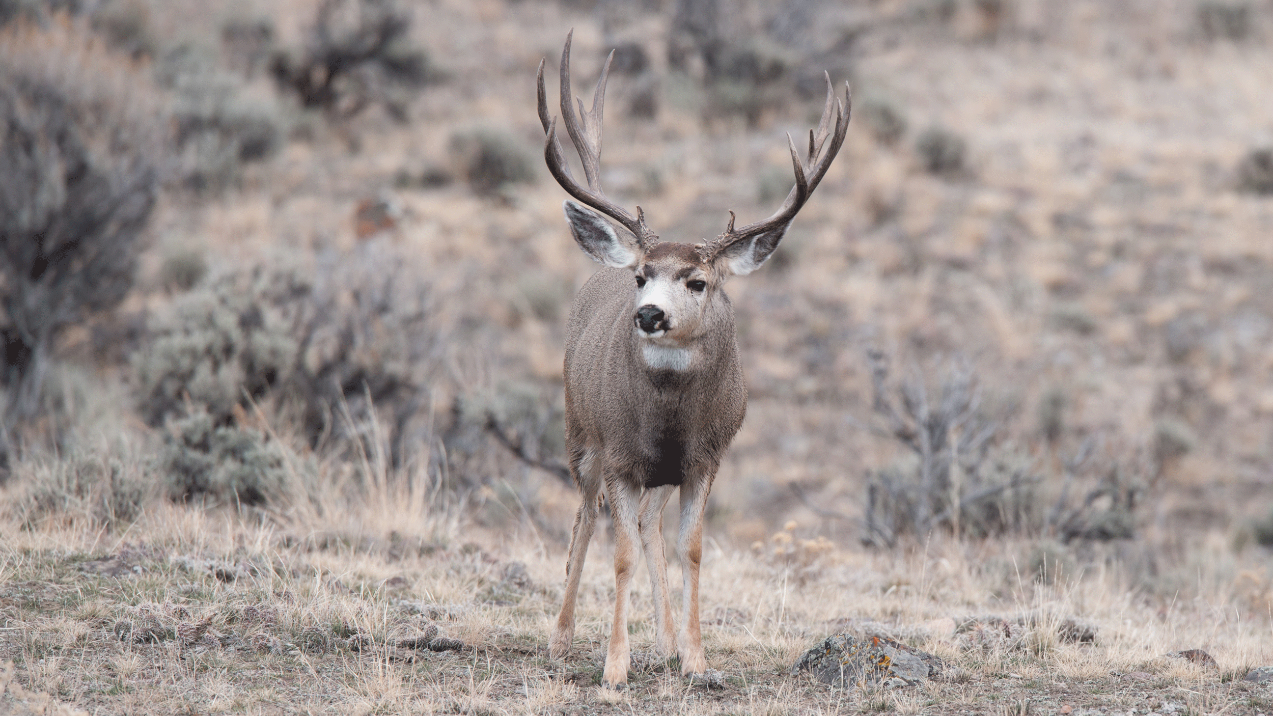 Utah Wildlife Board approves updated mule deer management plan ...