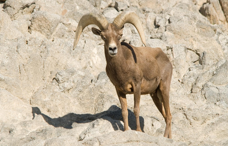 APPLICATION STRATEGY 2016: New Mexico Sheep & Exotics // GOHUNT. The ...