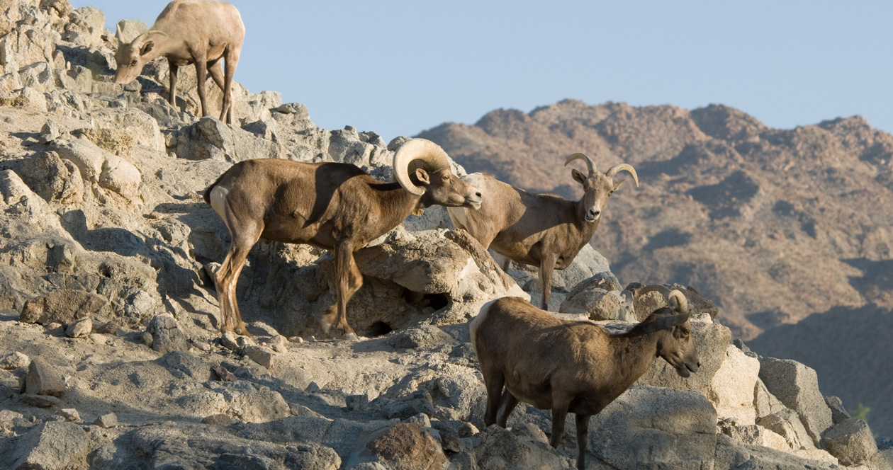 Bighorn sheep return to the Lake Range in Nevada // GOHUNT. The Hunting ...