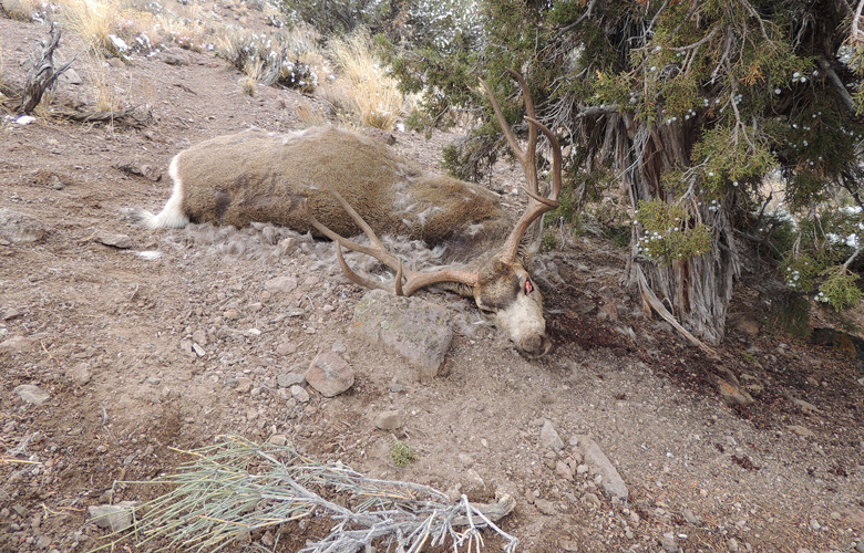 Another mule deer poaching mystery in Nevada // GOHUNT. The Hunting Company