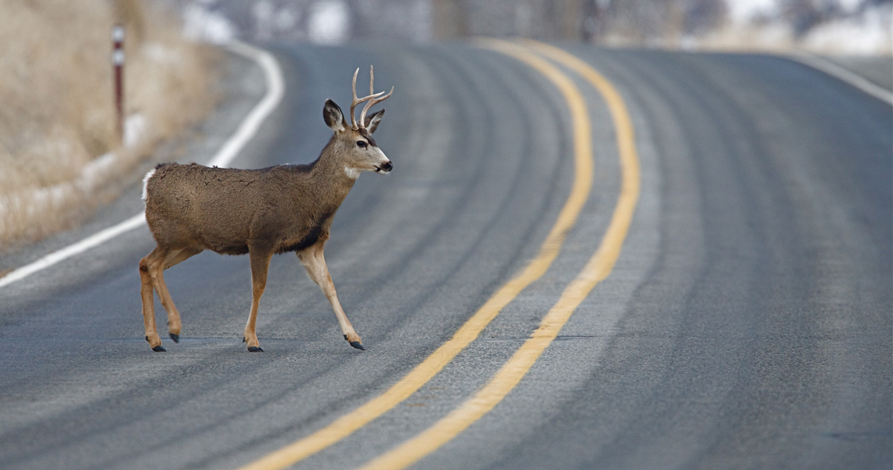 New poll finds over 90% of Nevadans in favor of wildlife migration ...